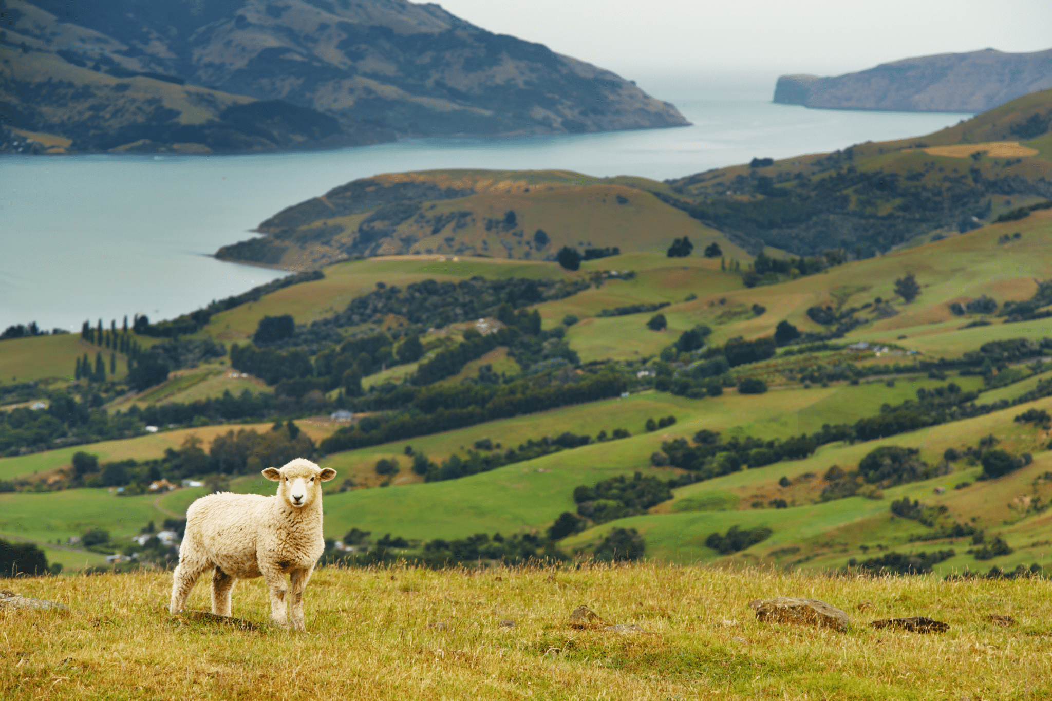 Comprehensive Guide to Axminster Carpets in Australia - Hotel Carpet